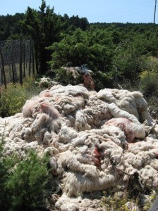 VUNA I FILCANJE | Ruta Cres