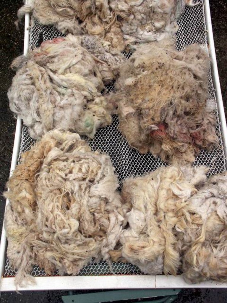 Creska vuna | Ruta Cres